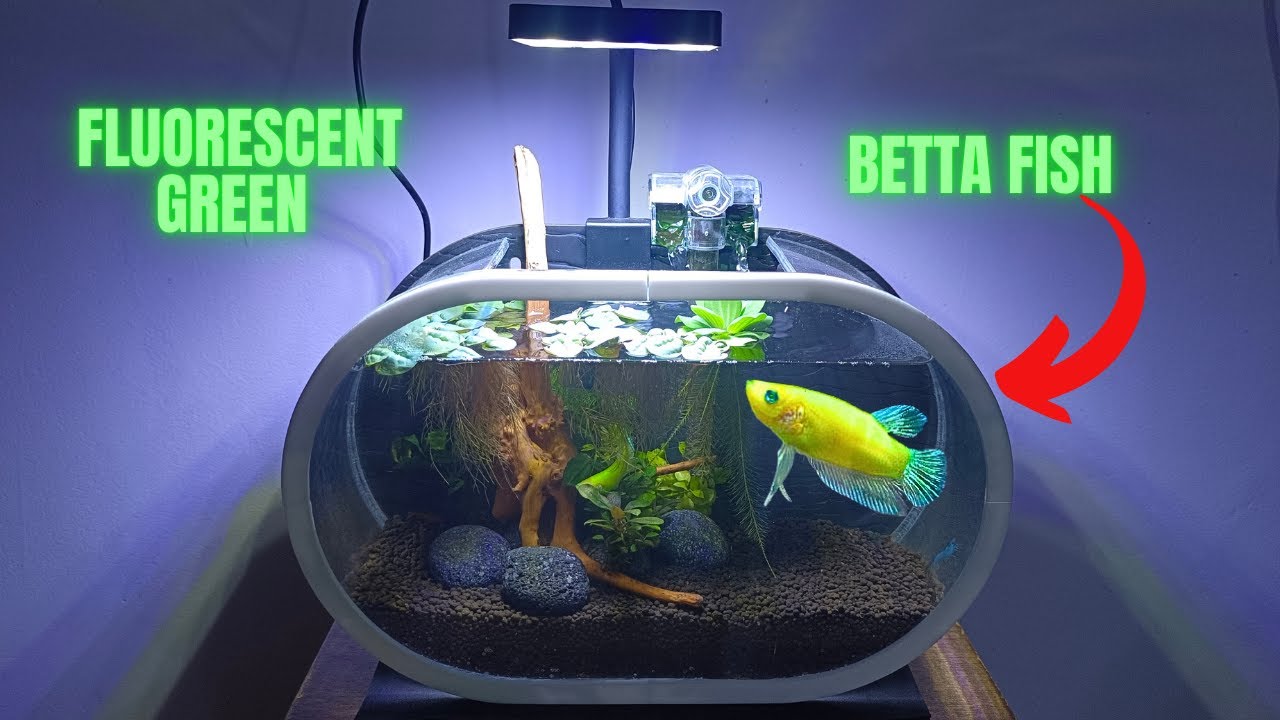 Green color betta fish tank setup || Rare fish - YouTube