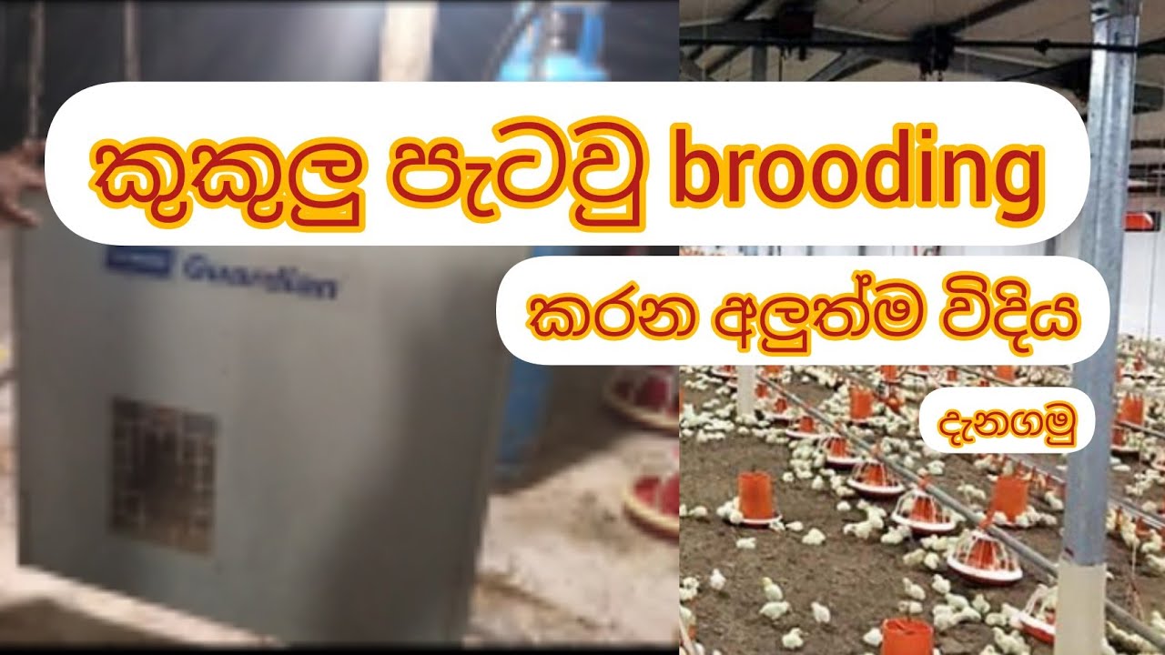 poultry Brooding System. Gus Brnners. - YouTube