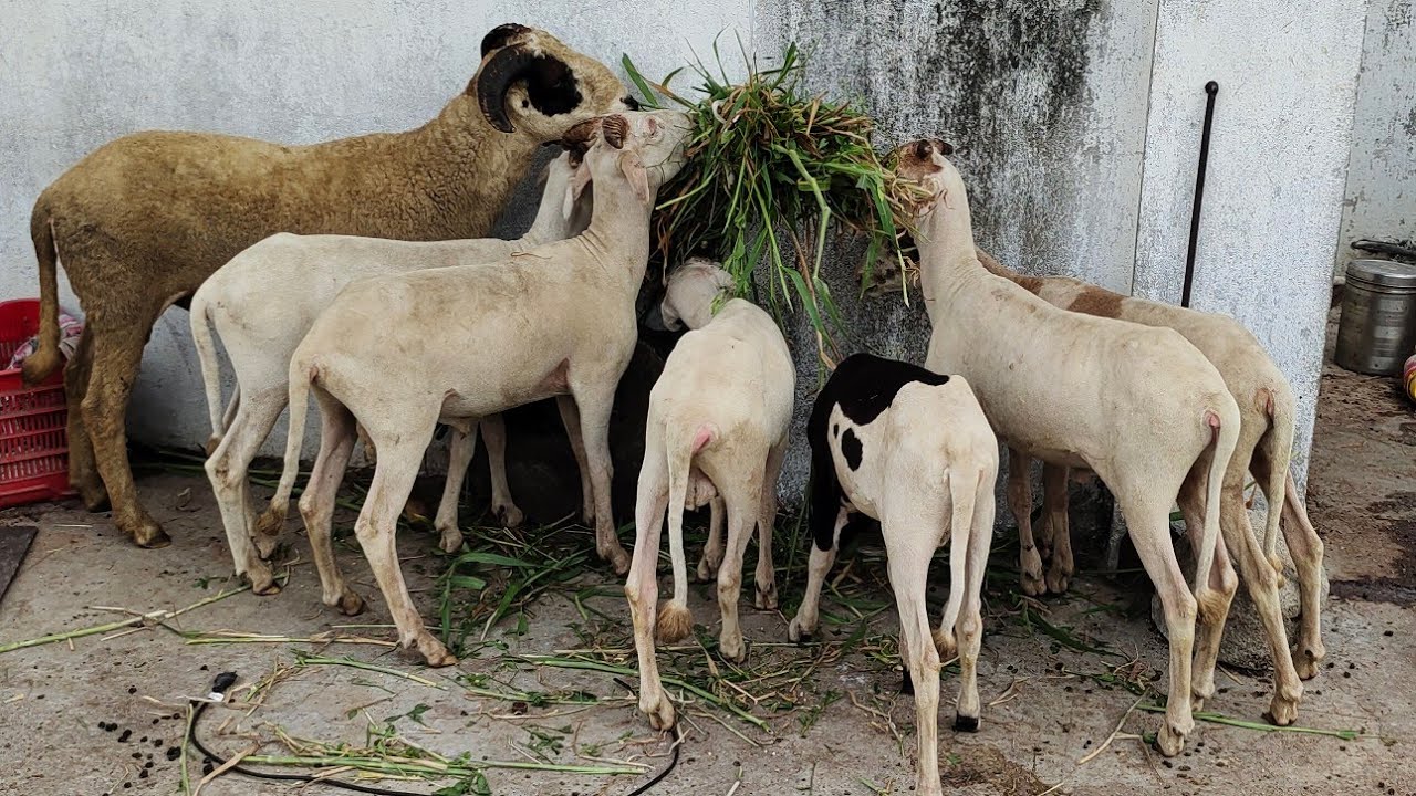 rampuri baby sheep in Hyderabad | vilayati sheep at Hussaini Alam road ...