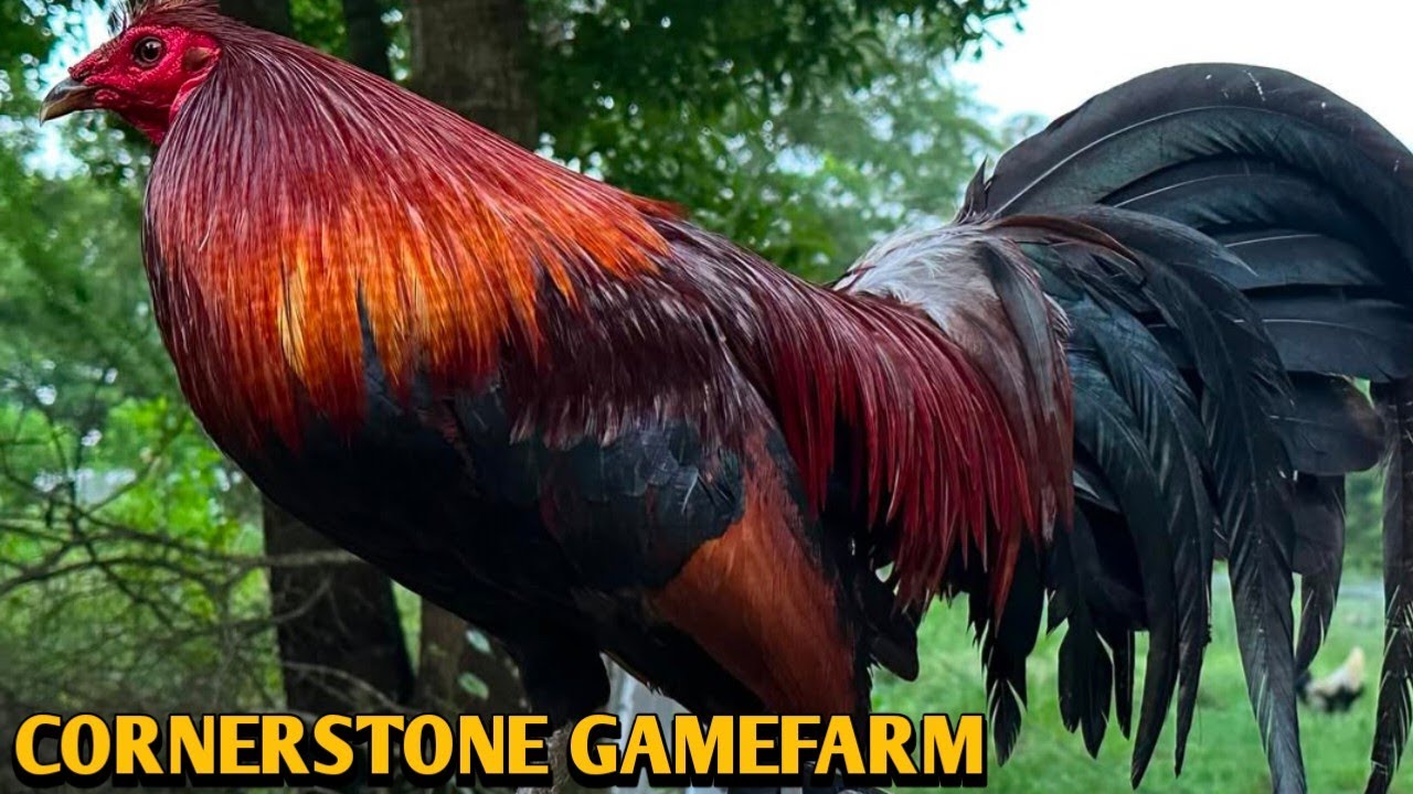 Hatch Grey Blueface - CORNERSTONE FARM - YouTube