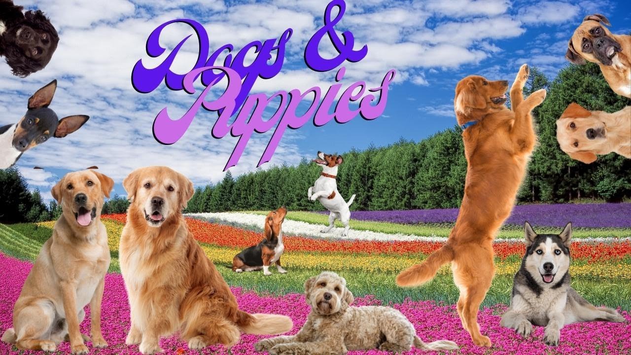 Dogs and Puppies Meowing Compilation | Realistic Cat Sounds and Noises ...