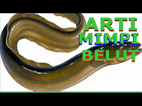 Mimpi Menangkap Belut