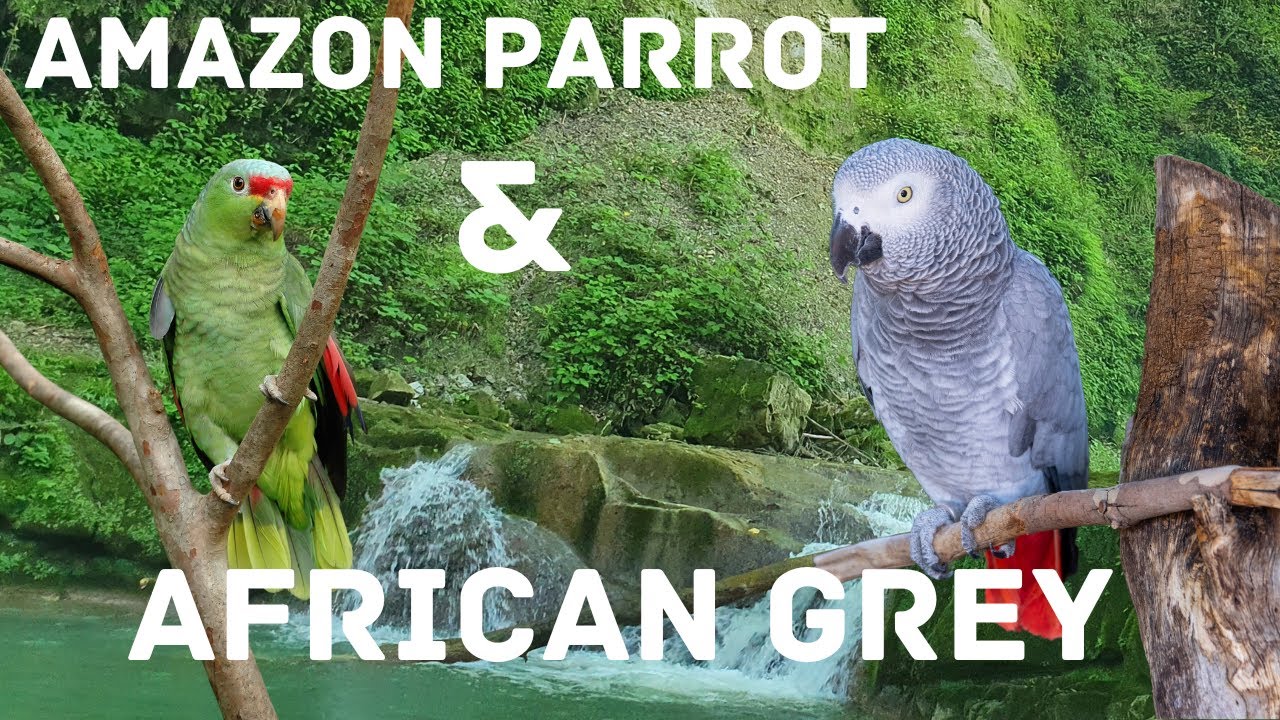 African Grey & Amazon Parrot in an open aviary - YouTube