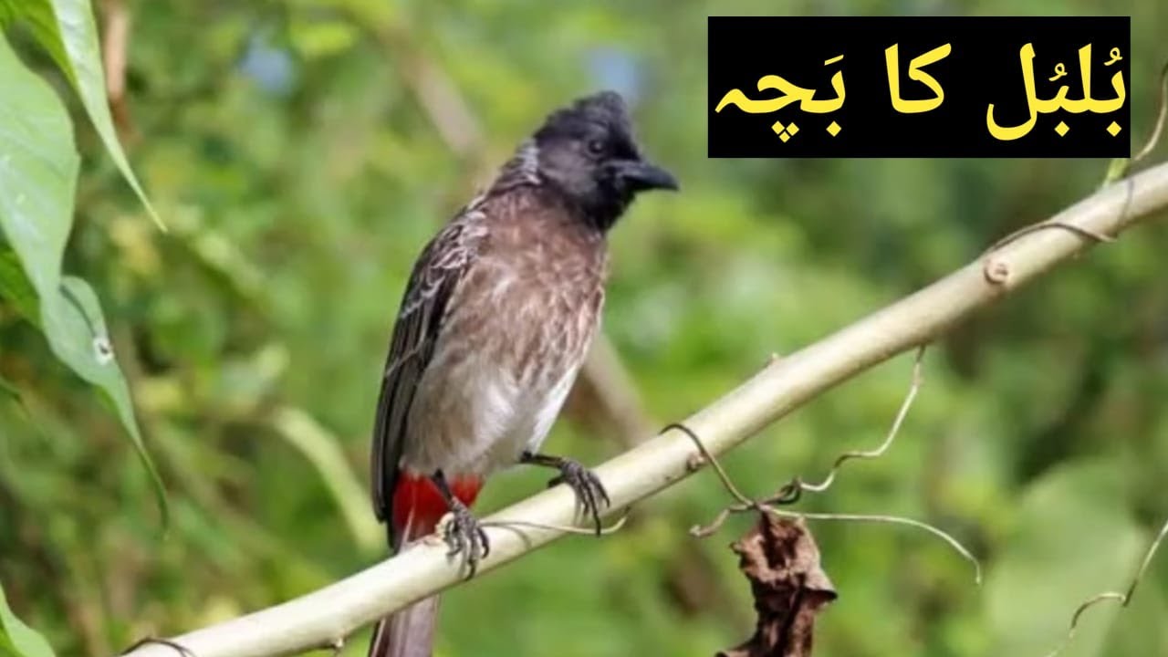 Story Bulbul ka bacha | بلبل کا بچہ - YouTube