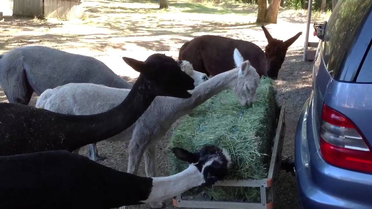 alpacas eating from the mercedes feeder - YouTube