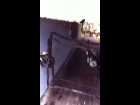 160 Conibear box trap - YouTube