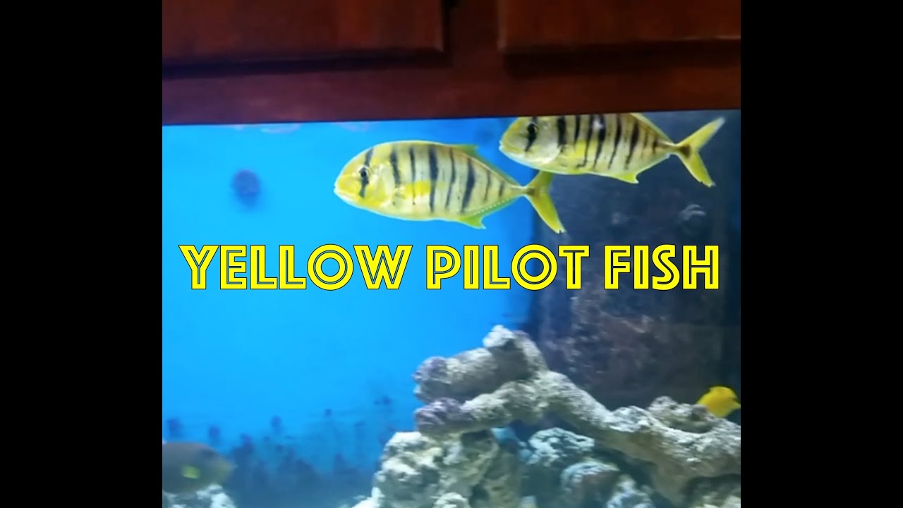 Yellow Pilot Fish - FOWLR - YouTube