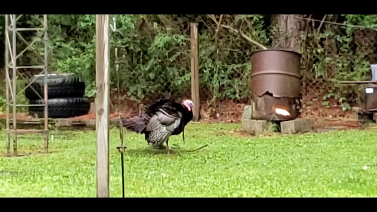 Good Turkey Morning - Gobble Gobble, April 20, 2020 - YouTube