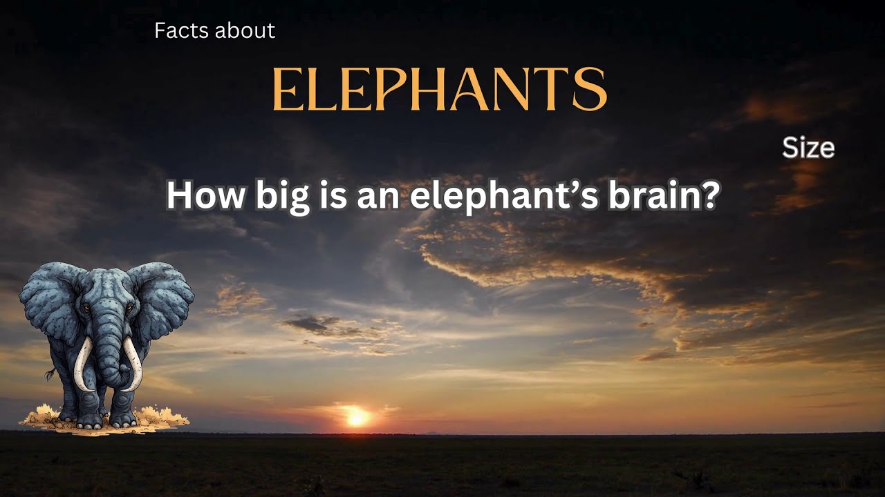 Elephant Fact 36 - How big is an elephant’s brain? - YouTube