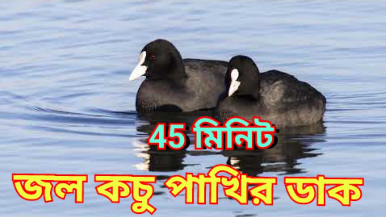 জল কচু পাখির ডাক # Jal Kochu Pakhi duck - YouTube
