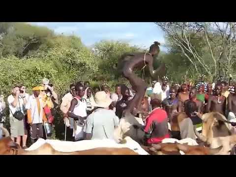 Anapita juu ya ngombe huku akiwa uchi Wa mnyama | Mchezo Wa hatari