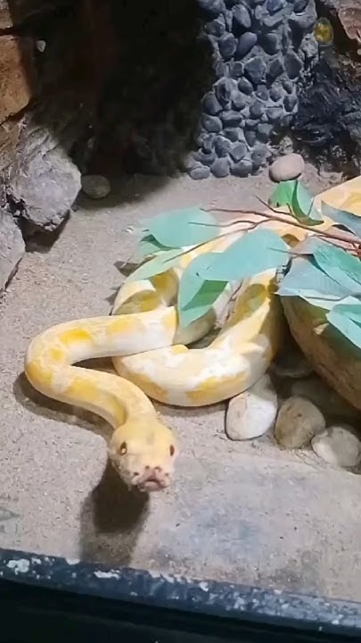 Albino reticulated python🐍 #reticulatedpython #python #albinopython #snake #reptile #animal # ...