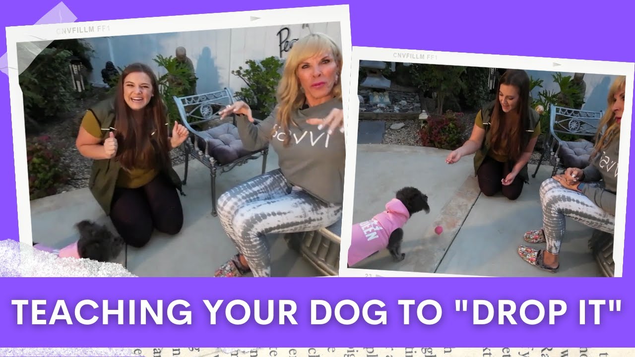 Dog Training: Drop It - Giving Reward | Dog Training with Carly Trimble ...