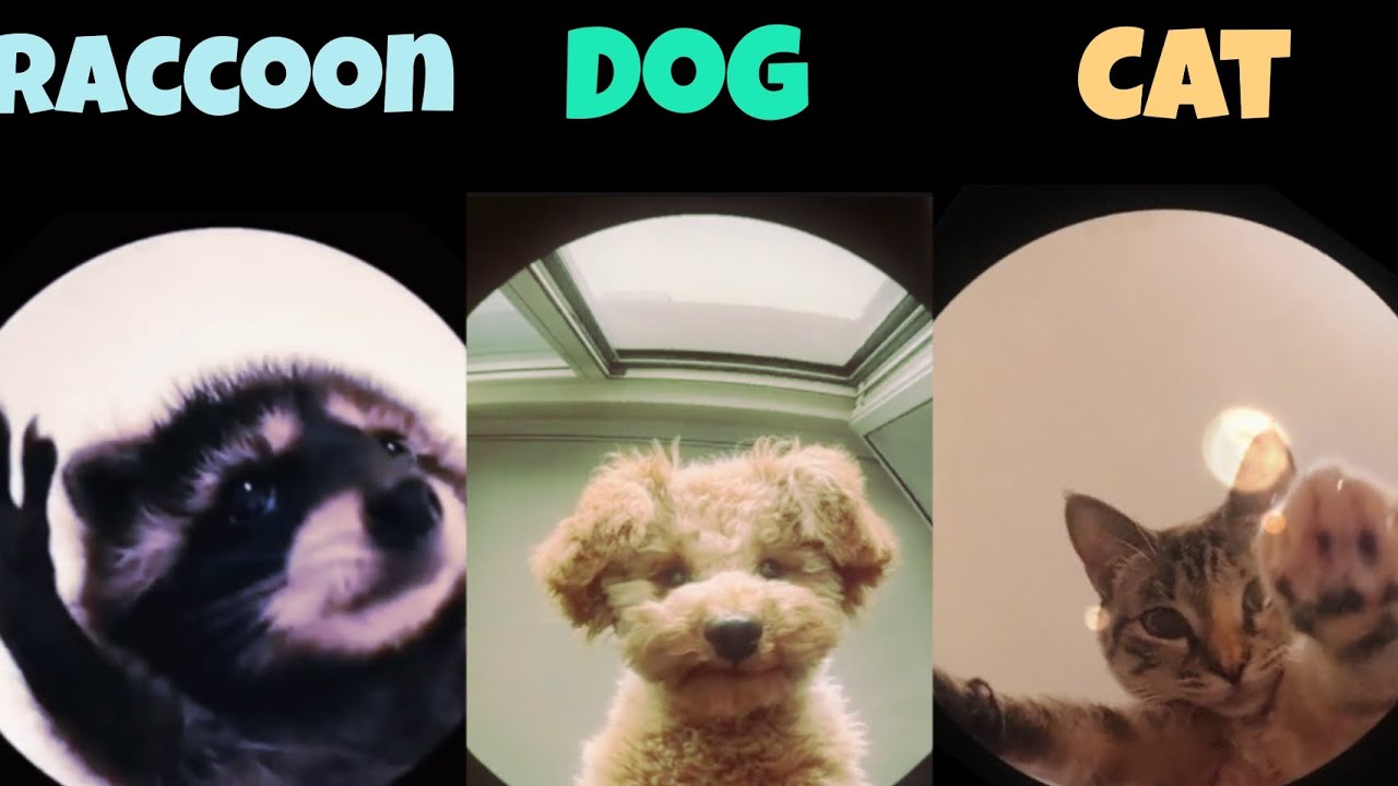 Raffaella Carrà - Pedro Raccoon vs Dog vs Cat Version - YouTube