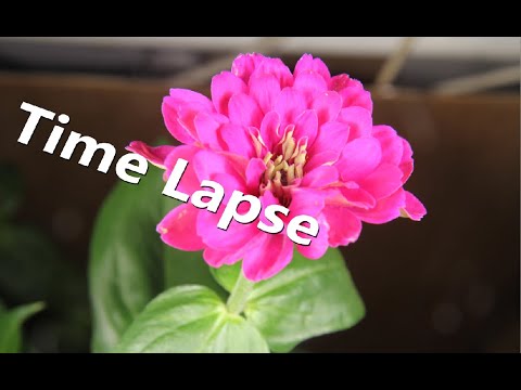 Time-Lapse: Zinnia Flower from Knob to Flower - YouTube