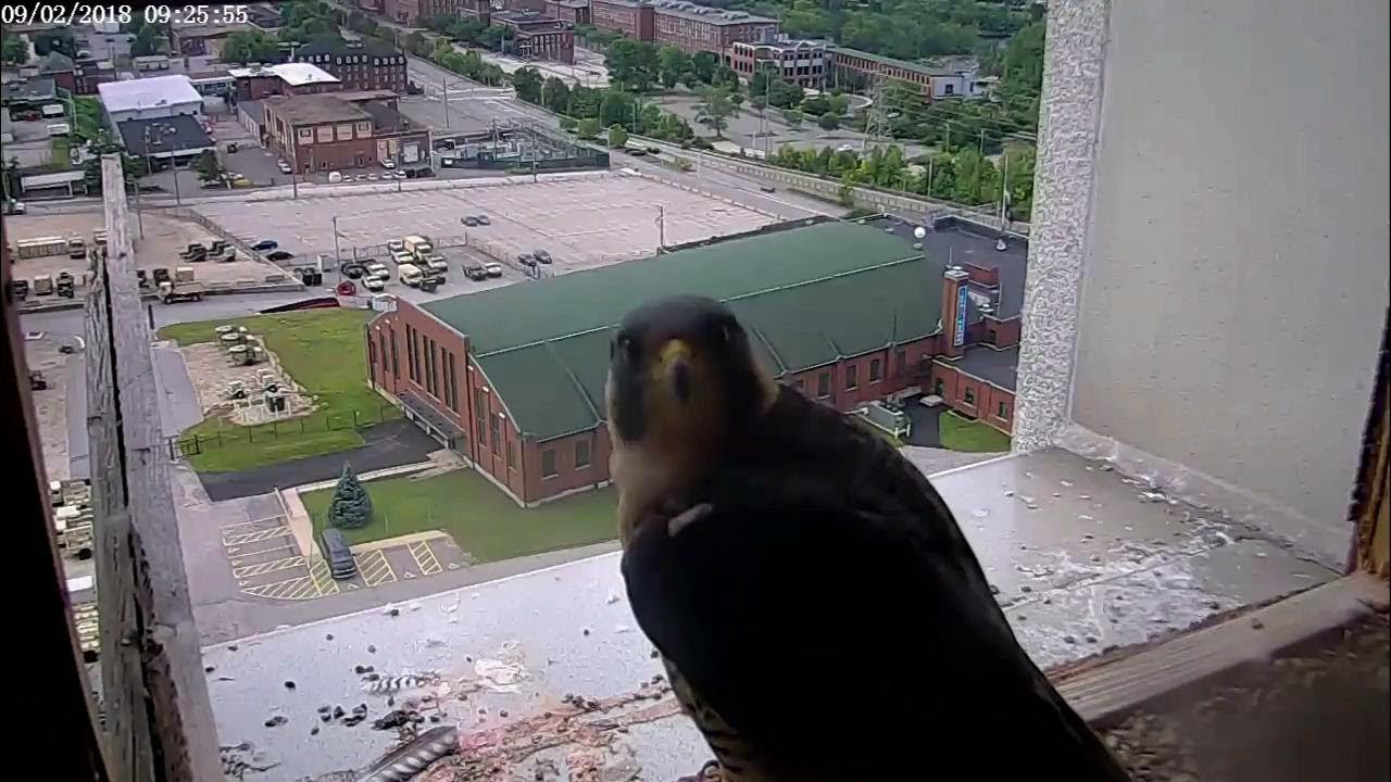 Manchester, NH Peregrine Falcon - Confused Dad 20180902 - YouTube