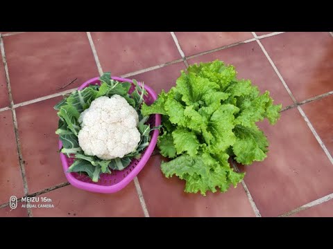 Cosecha de coliflor y lechuga batavia - YouTube
