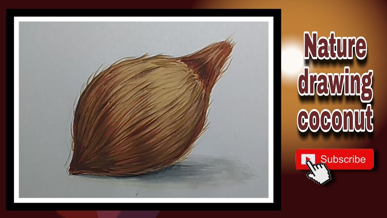 Coconut drawing and colouring/elementary nature drawing/how to colour ...