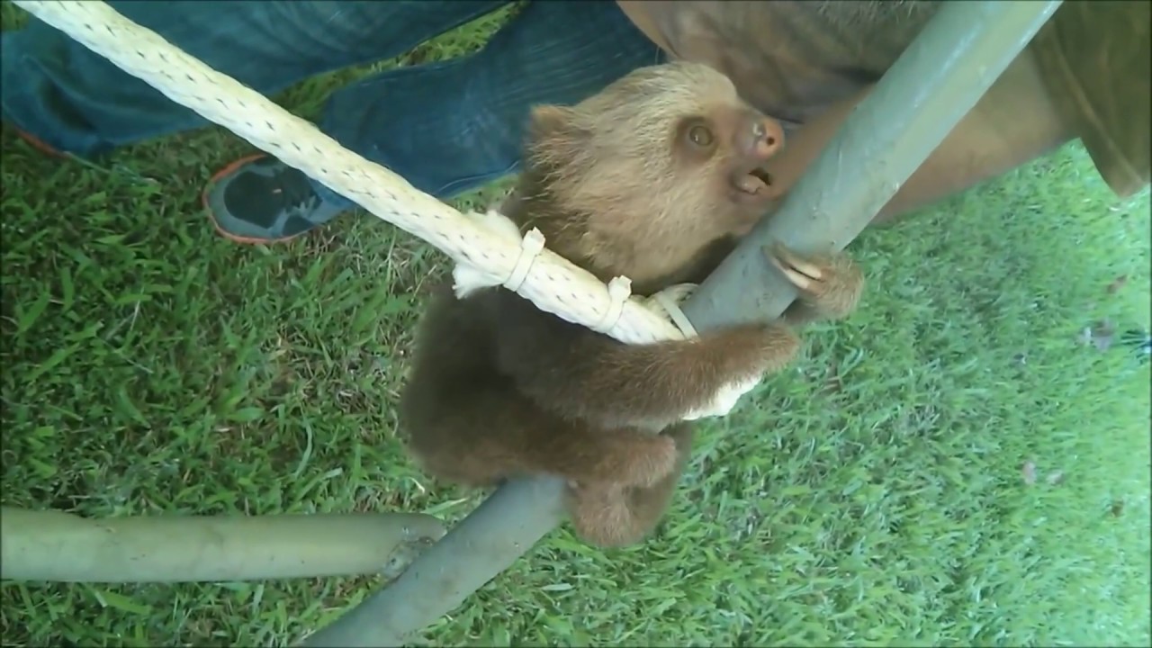 Baby Sloths - 🐕 FUNNY Compilation 🐈 - YouTube