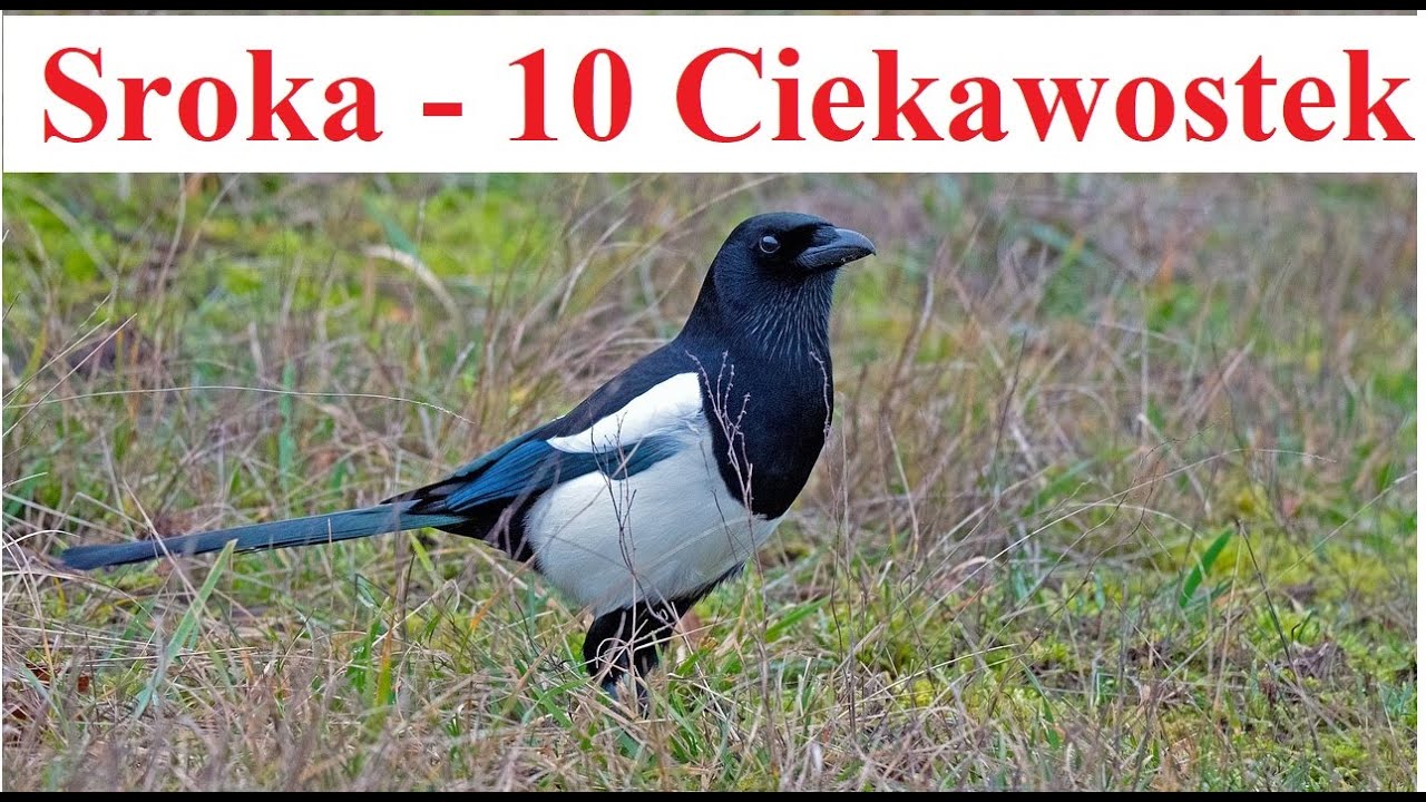 Sroka - 10 Ciekawostek - YouTube