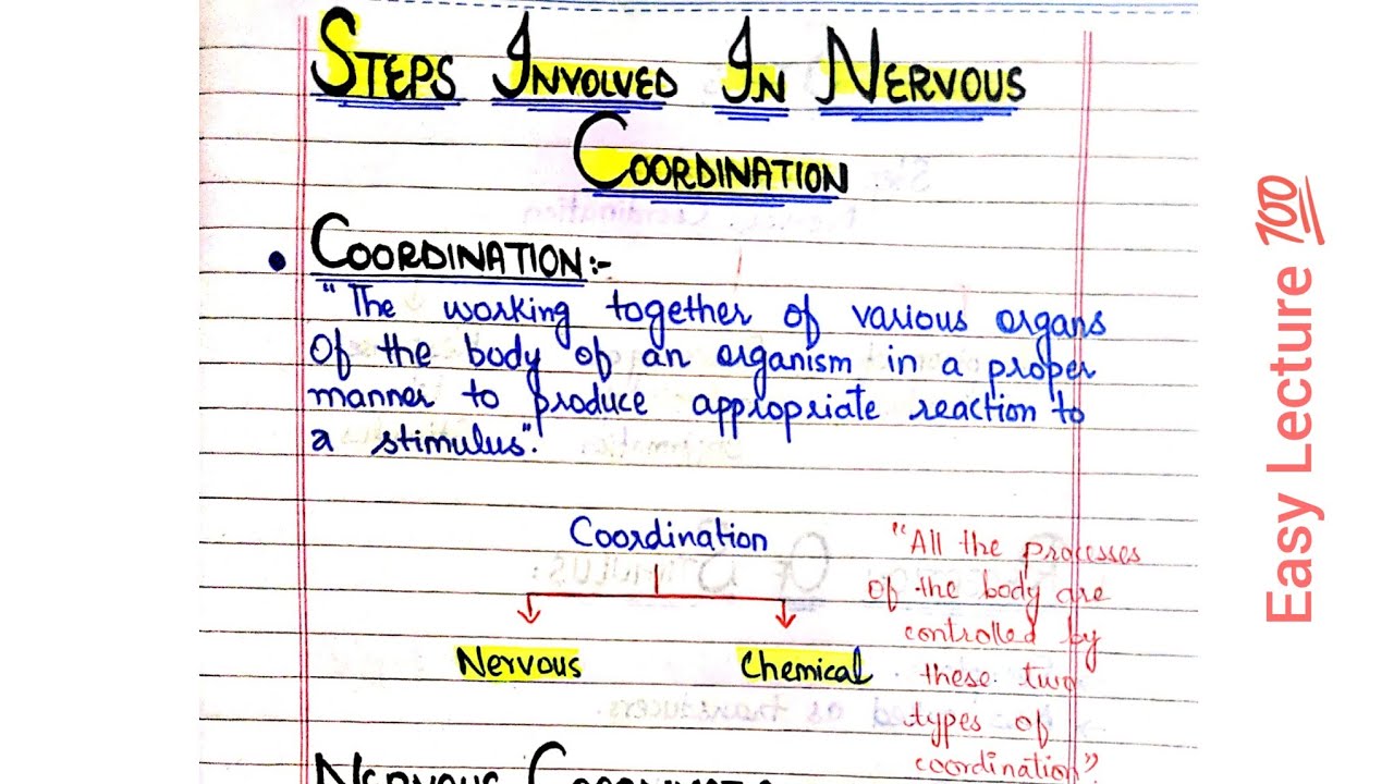 Steps Involved in Nervous coordination | Nervous coordination | Class ...
