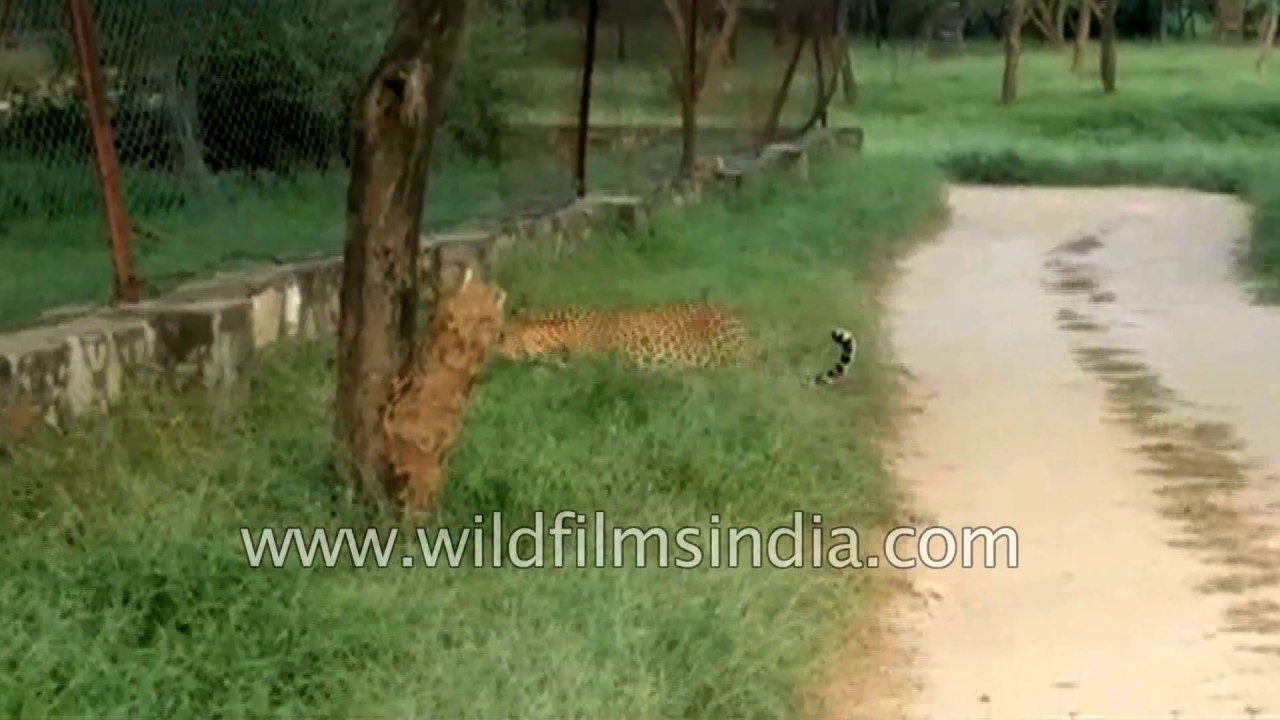 Curious Leopard provides a thrilling close encounter at Jim Corbett ...