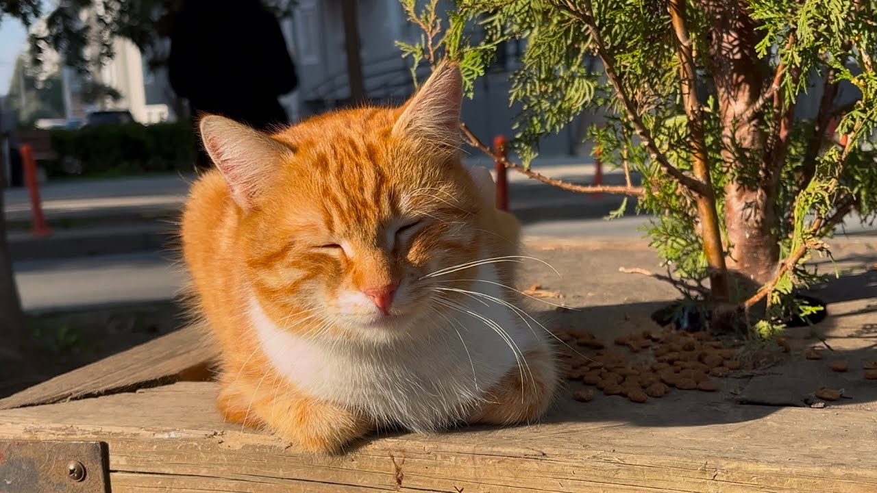 The sweetest orange street cat I've ever seen. - YouTube
