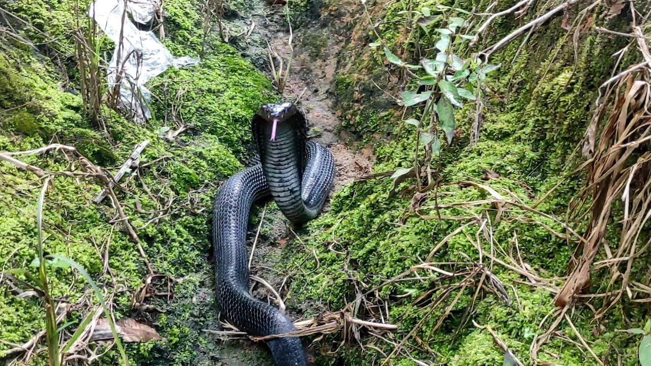 KEMUNCULAN ULAR COBRA HITAM | KING COBRA | ULAR | MANDA PETUALANGVLOG ...