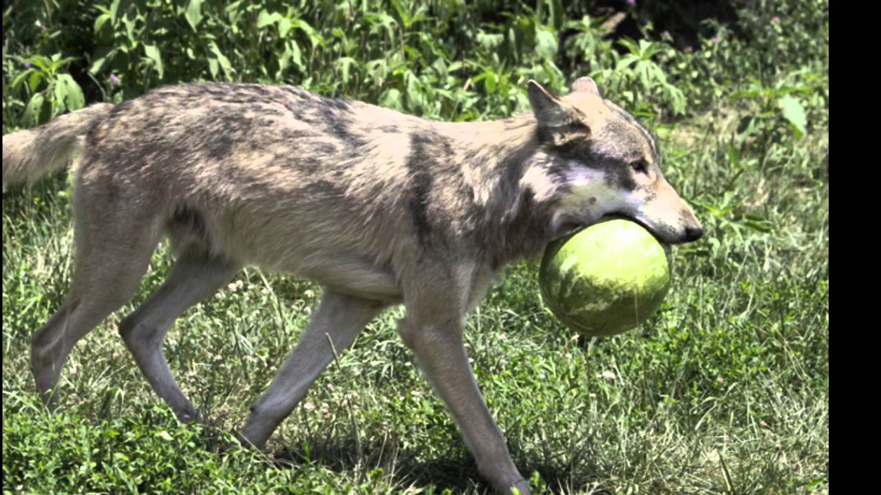 Wolves eating watermelons - YouTube