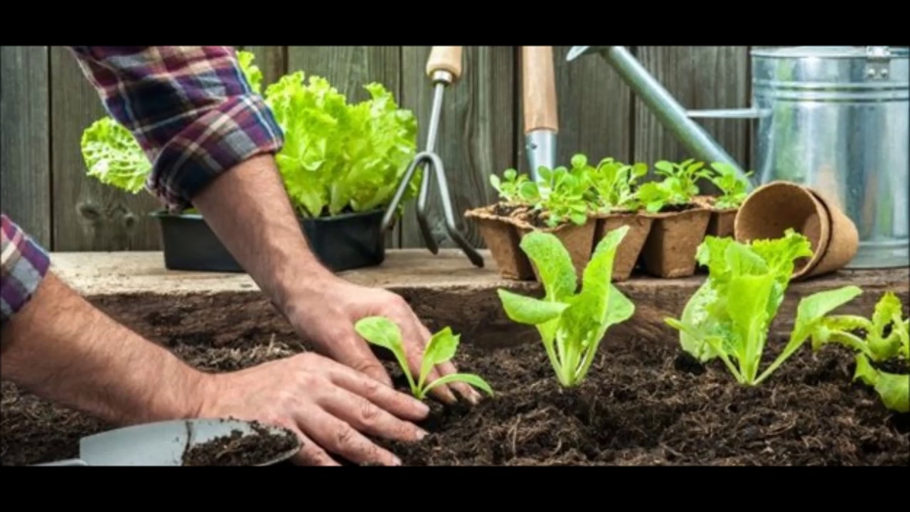 3 Tips For Organic Gardening Soil - YouTube
