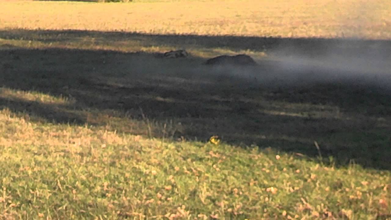 Bucket blowing up hogs - YouTube