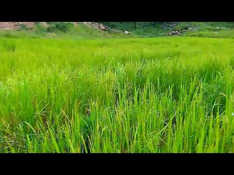 julor u kba naba jur palat ka jingshlei um .