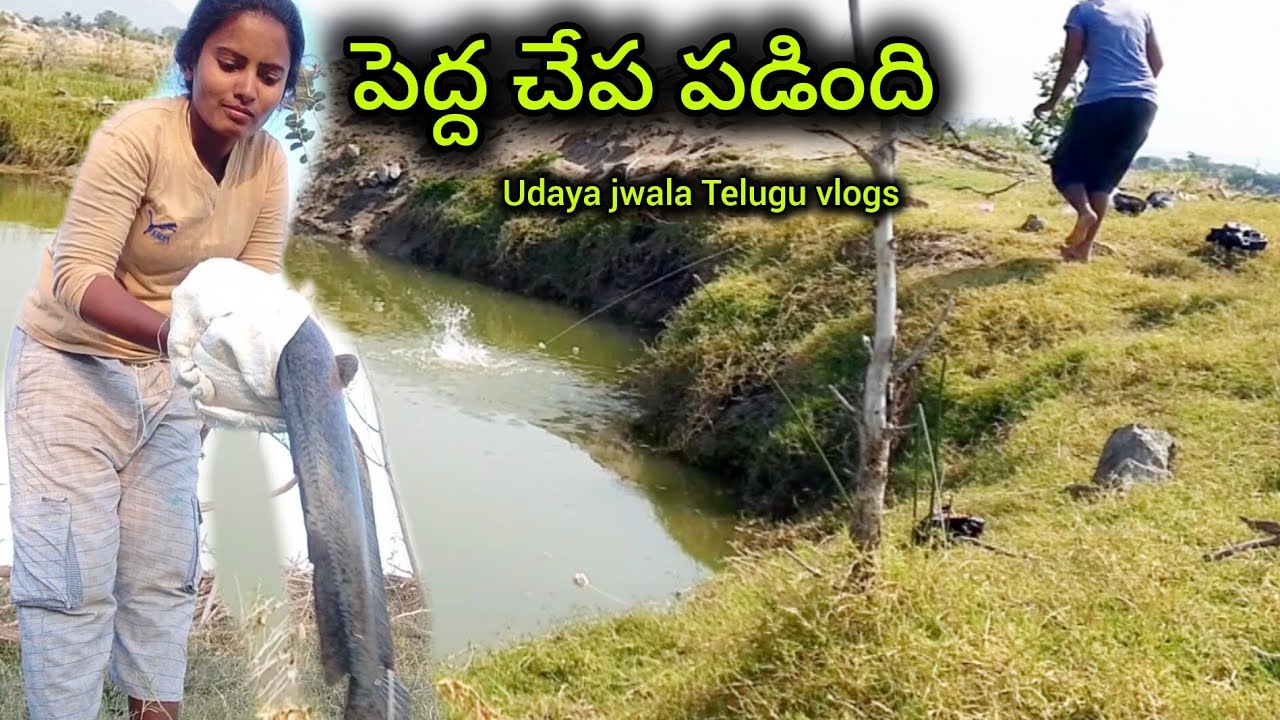 Enormous Catfish Caught in Telugu Vlogs | పెద్ద చేపను పట్టేసా | Udaya ...