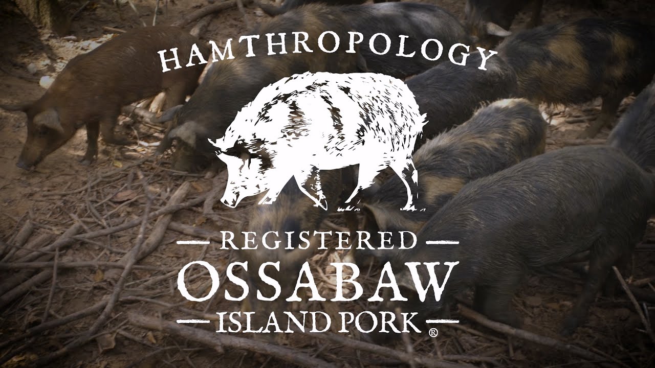 Hamthropology Artisanal Hoggery: Ossabaw Island Hogs - YouTube