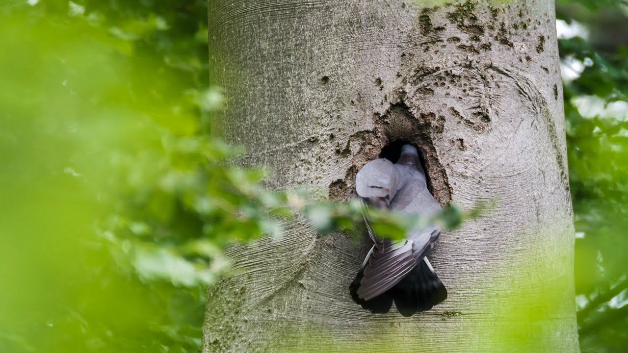 Bird Landing In A Nest Inside A Tree | (4K) - YouTube