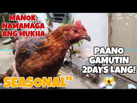 PAANO GAMUTIN ANG NAMAMAGA NA MATA NG MANOK GAWA SA SIPON IN 2DAYS! P8 ...