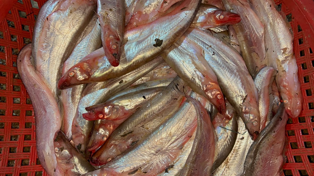 The Best Fish, Best Fish Tonle Sap Lake amazing Natural fish - YouTube