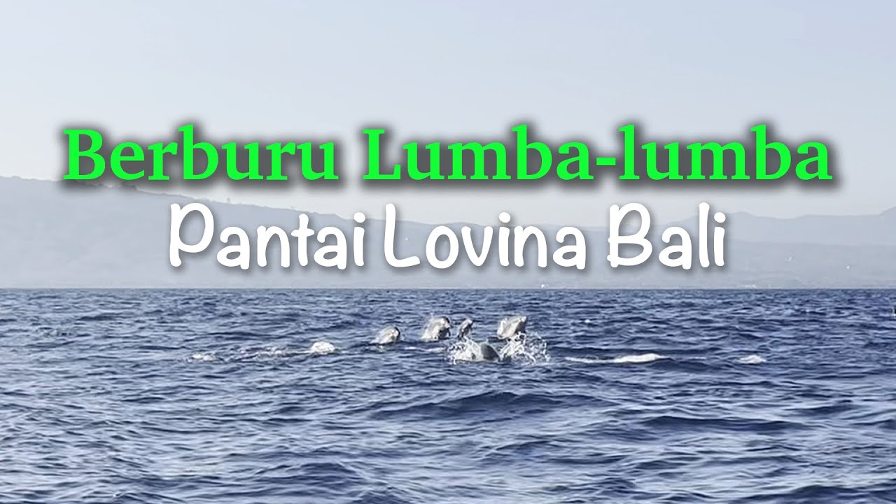 Seru! Berburu Lumba lumba bersama ratusan perahu di Pantai Lovina Bali ...
