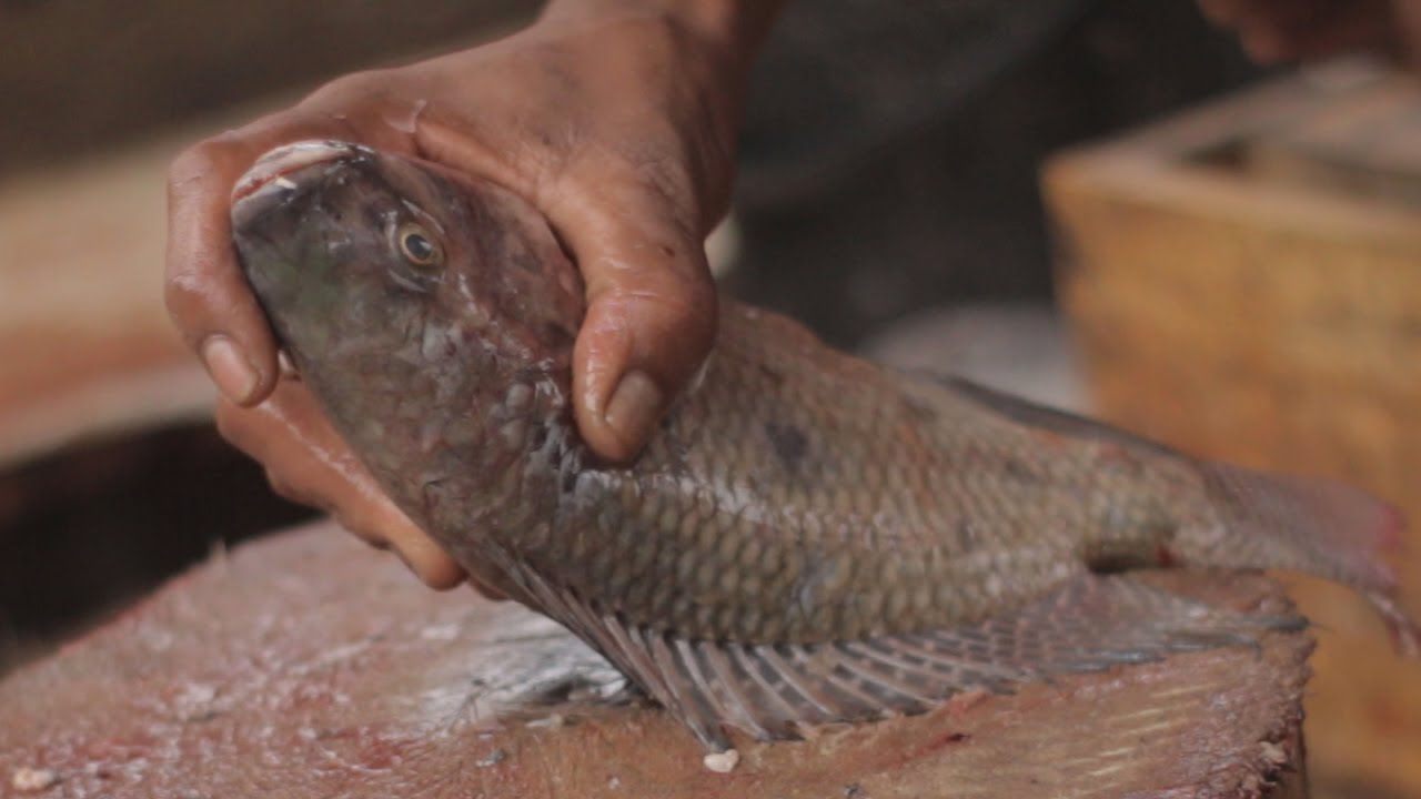 Talapia Fish Cutting BD FISHING Youtube Channel - YouTube