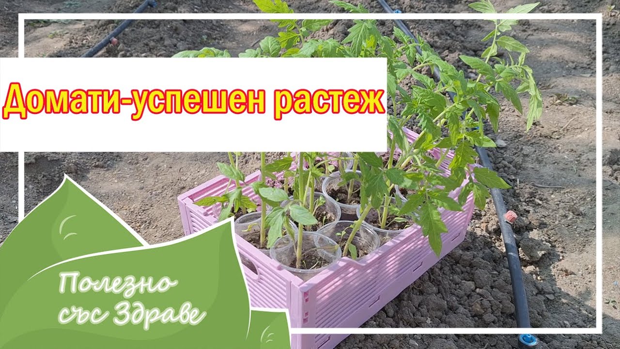 7 Тайни за успешното засаждане на домати Как да подготвим доматите за