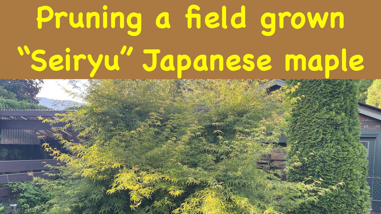 Pruning a field grown "Seiryu" Japanese maple tree - YouTube