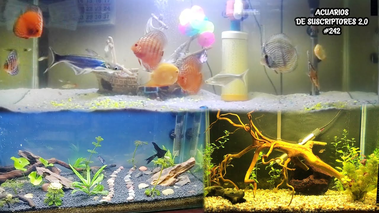 PEZ DISCO, TIBURON PANGASIO, PES BETTA | Acuarios de Suscriptores 2.0 ...