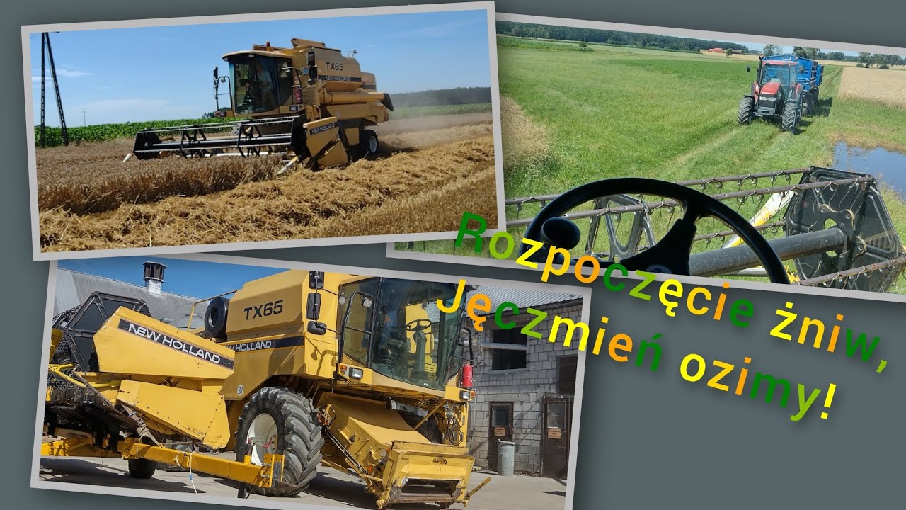 Rozpoczęcie żniw, jęczmień ozimy! • New Holland TX65 • New Holland M100 FIATAGRI - YouTube