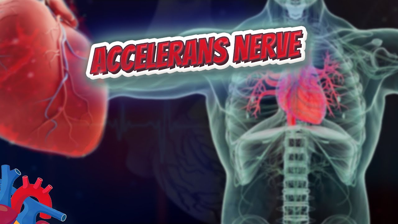 Accelerans nerve (Human Heart ️ & Cardiology) ️🔊 - YouTube