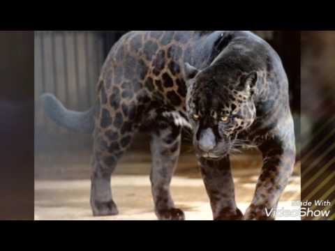 Top 5 Animale Dragute - YouTube