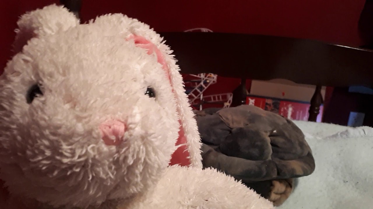 Turtle eats Smelly Rabbit - YouTube