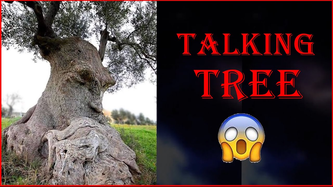 🏝️Talking Tree And Various amazing facts | pndrvlogs - YouTube