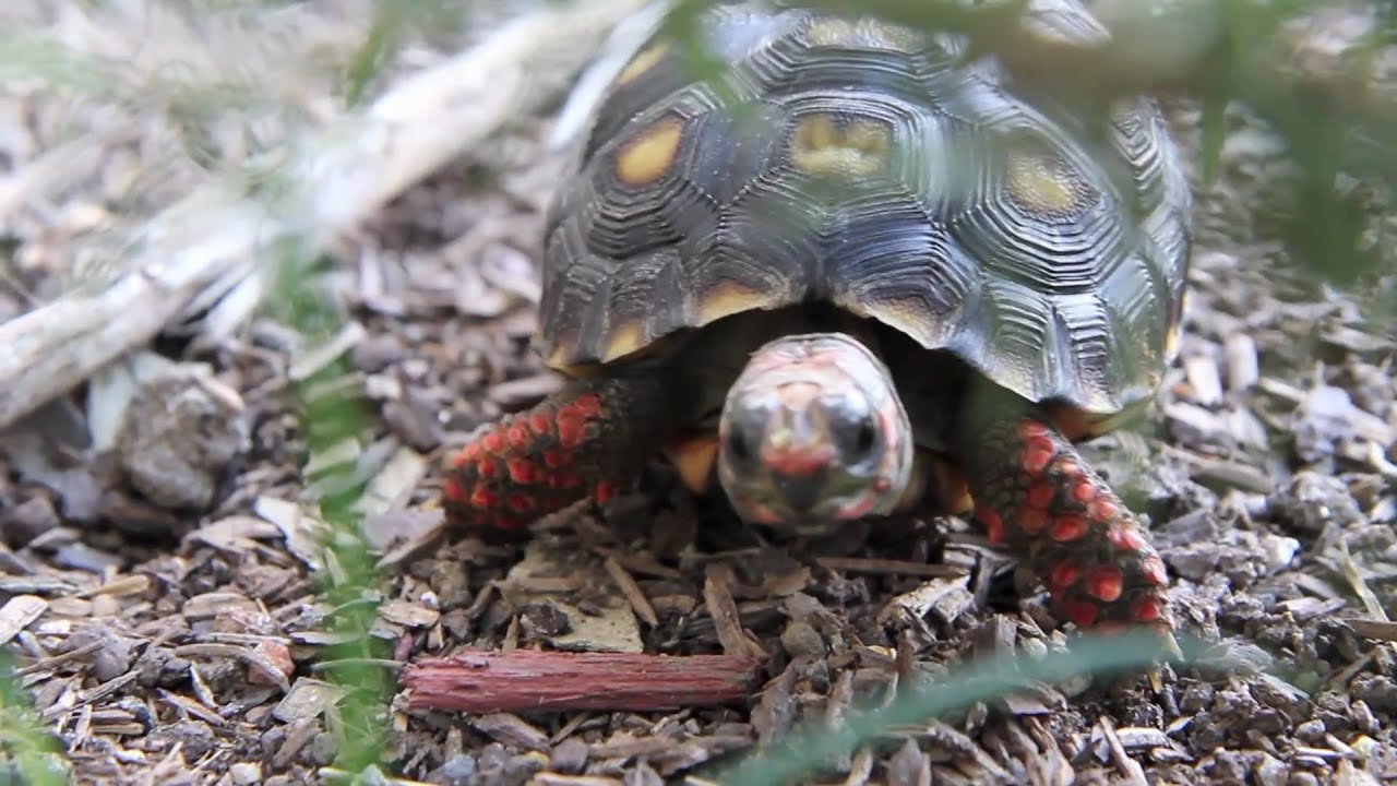 Parry Gripp - Turtle - YouTube