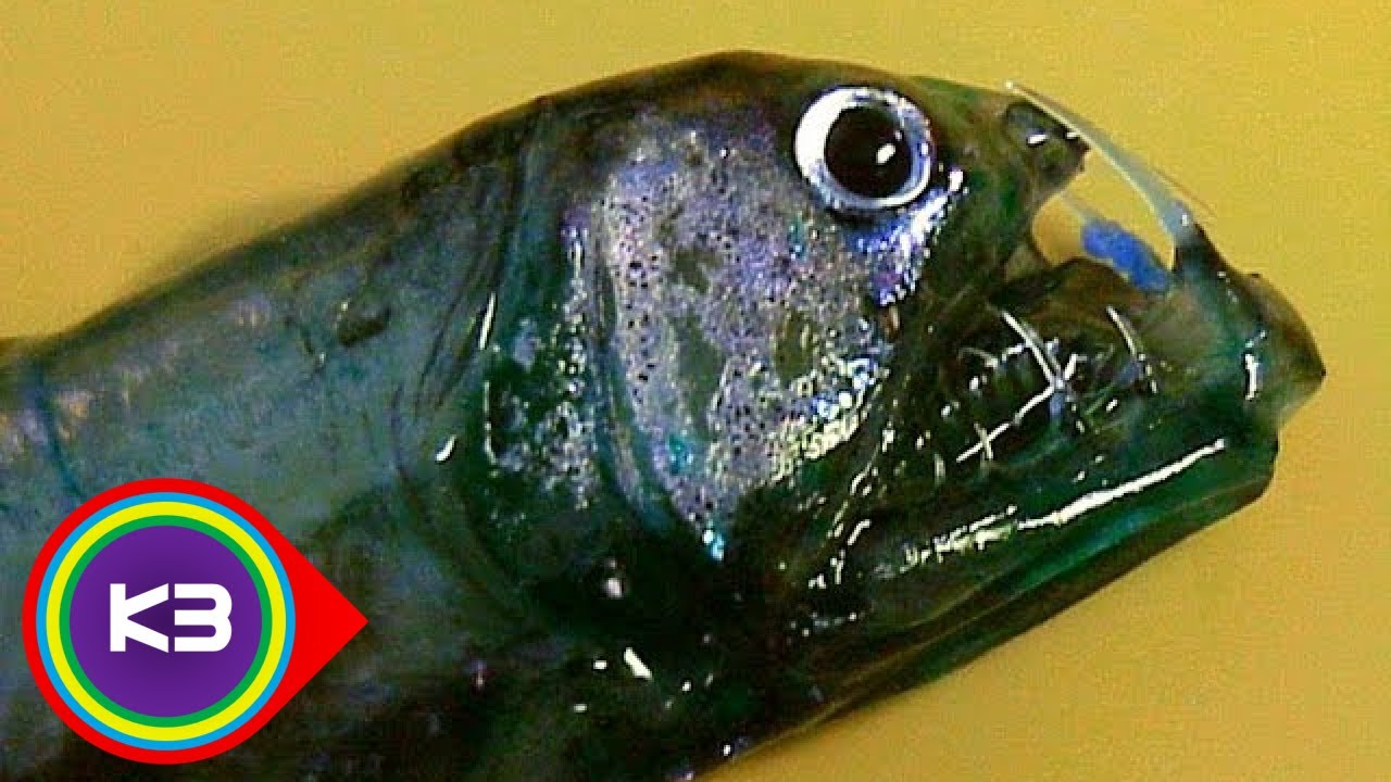 10 Truly Weird Organisms - YouTube