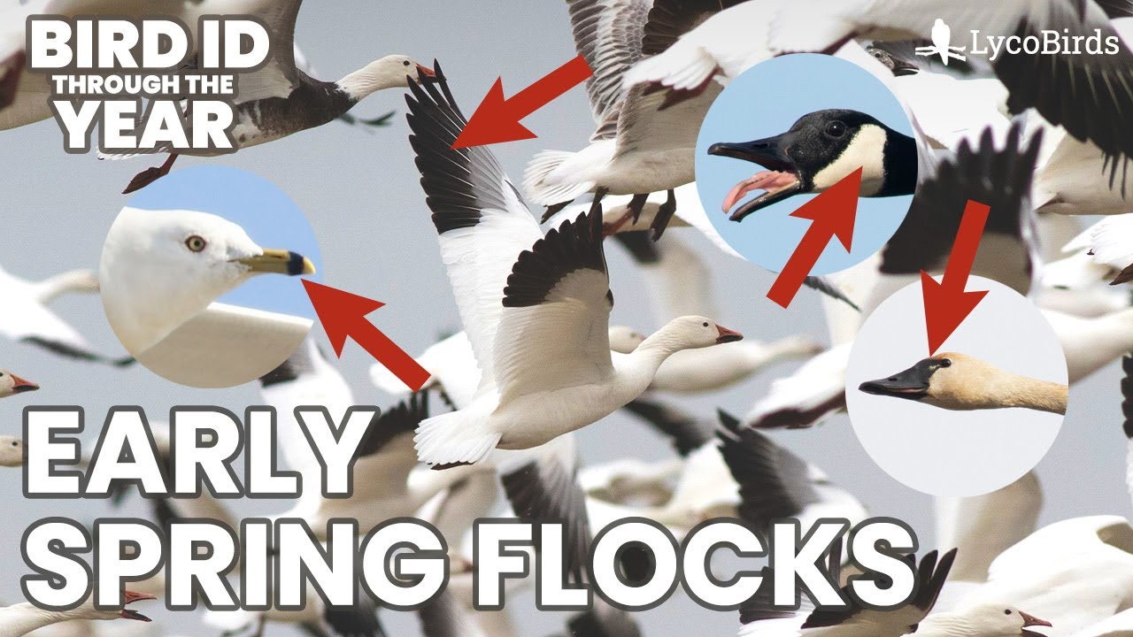Early Spring Flocks - Identifying Large Birds in Flight - YouTube